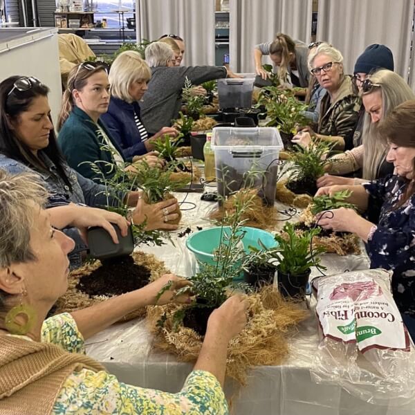 Kokedama Moss Ball Workshop Brisbane | Events | ClassBento