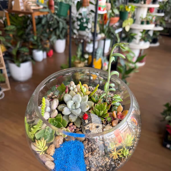Succulent Terrarium Workshop Sydney | Gifts | ClassBento