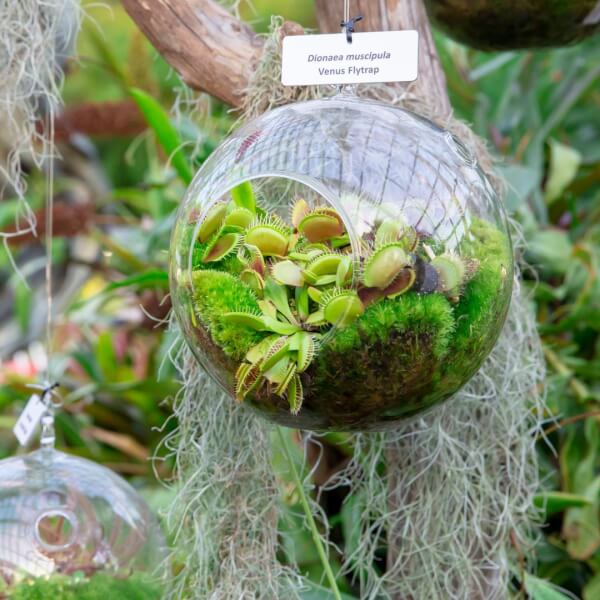 Venus Flytrap' Fun Terrarium Workshop for Kids Sydney | ClassBento